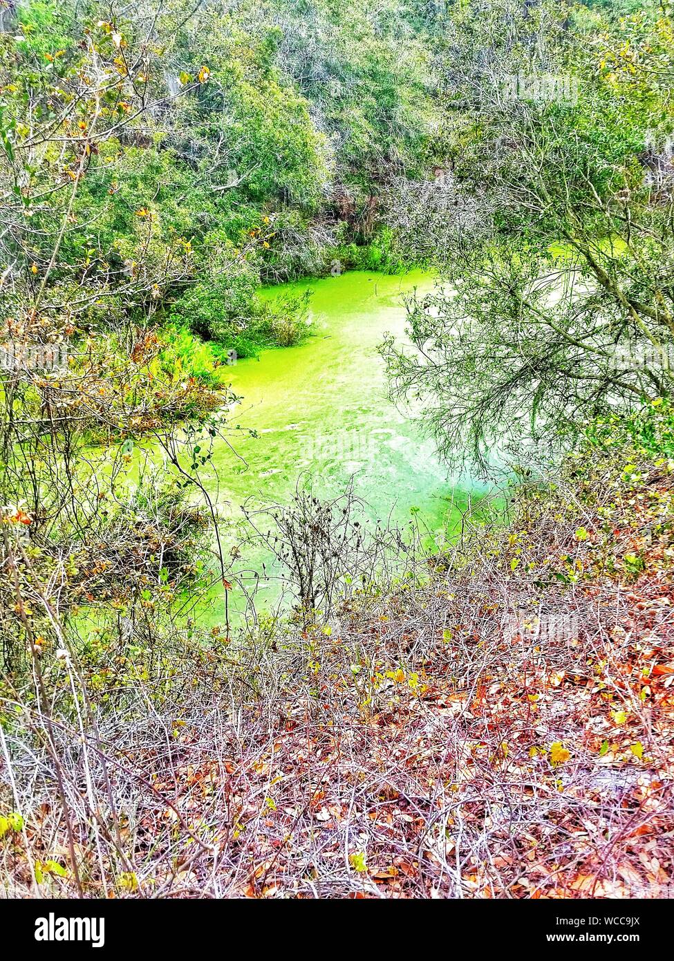 Algae growth on lake hi-res stock photography and images - Alamy
