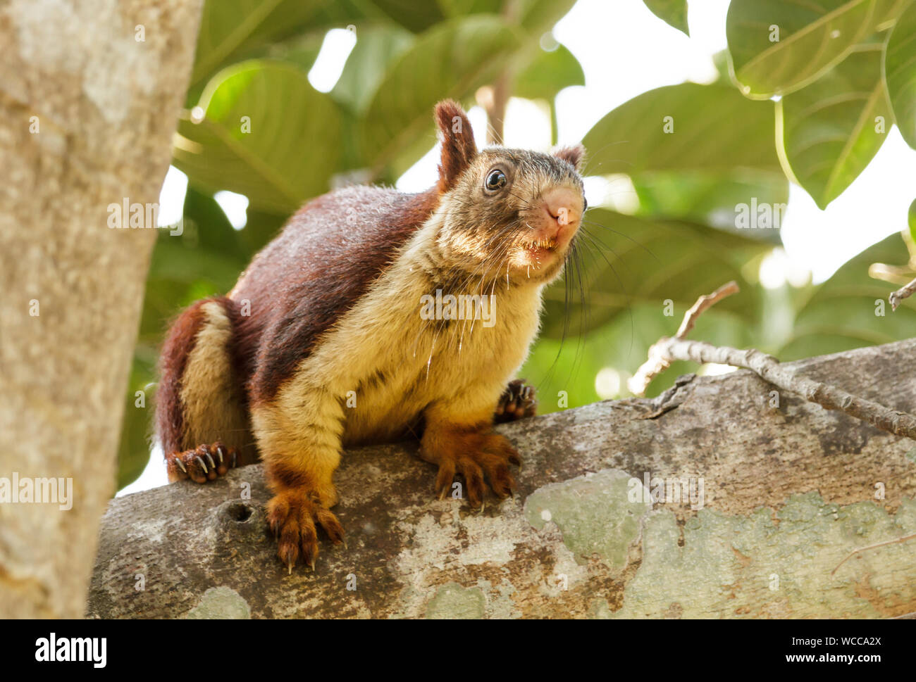 The indian giant squirrel hi-res stock photography and images - Alamy