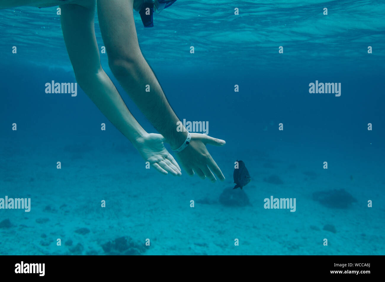 Hand reaching underwater hi-res stock photography and images - Alamy