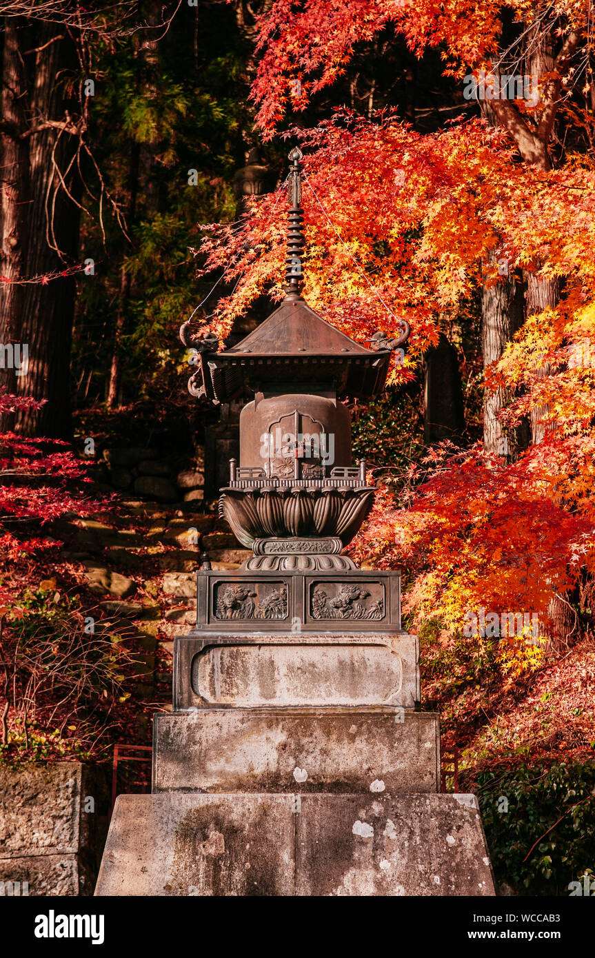 Beautiful vibrant colourful red orange yellow leaves foliage maple tree ...