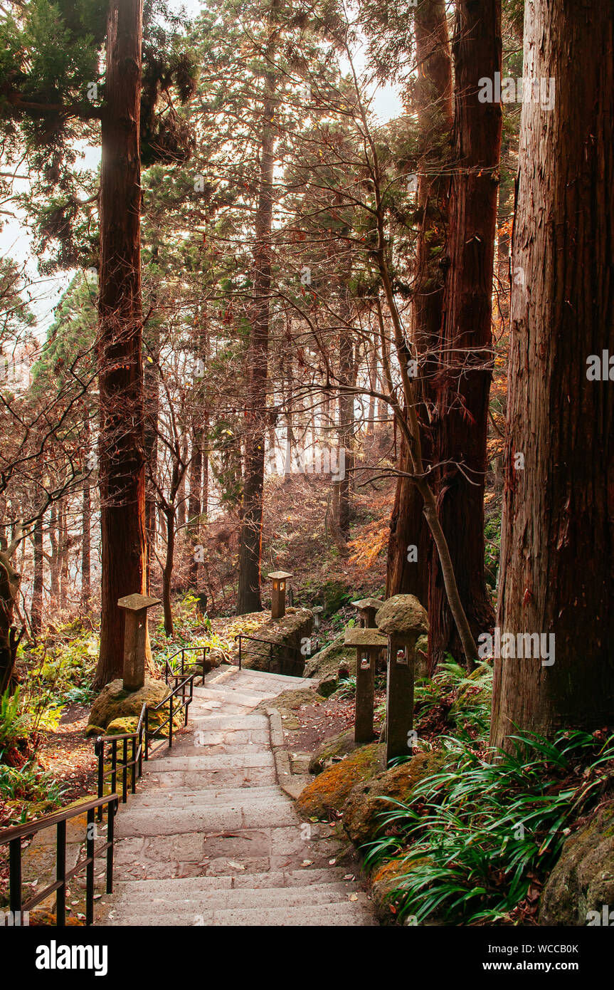 Yonsunmichi path in pine forest with evening light at Yamadera Risshaku ...