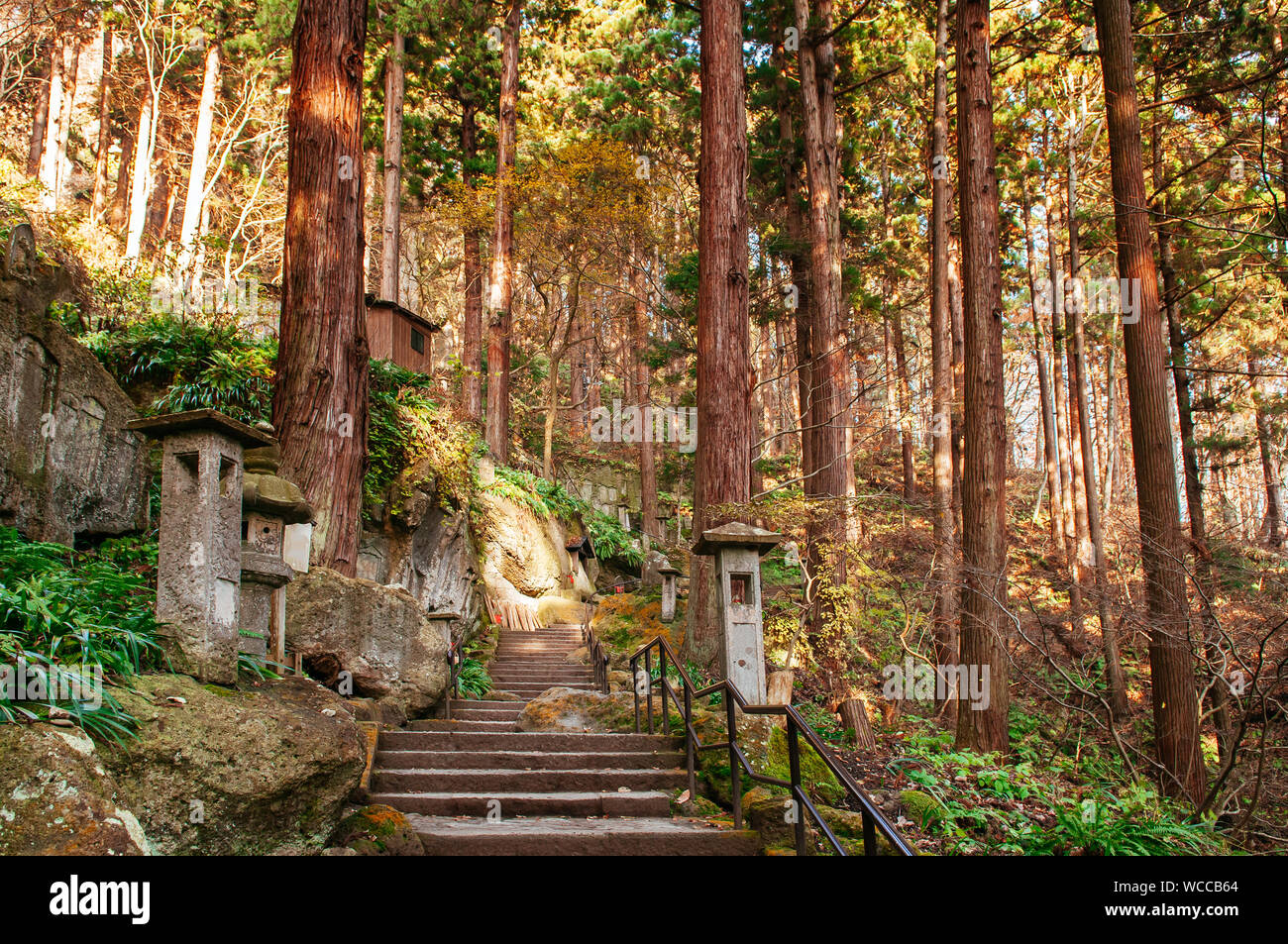 Yonsunmichi path in pine forest with evening light Sun flare at ...