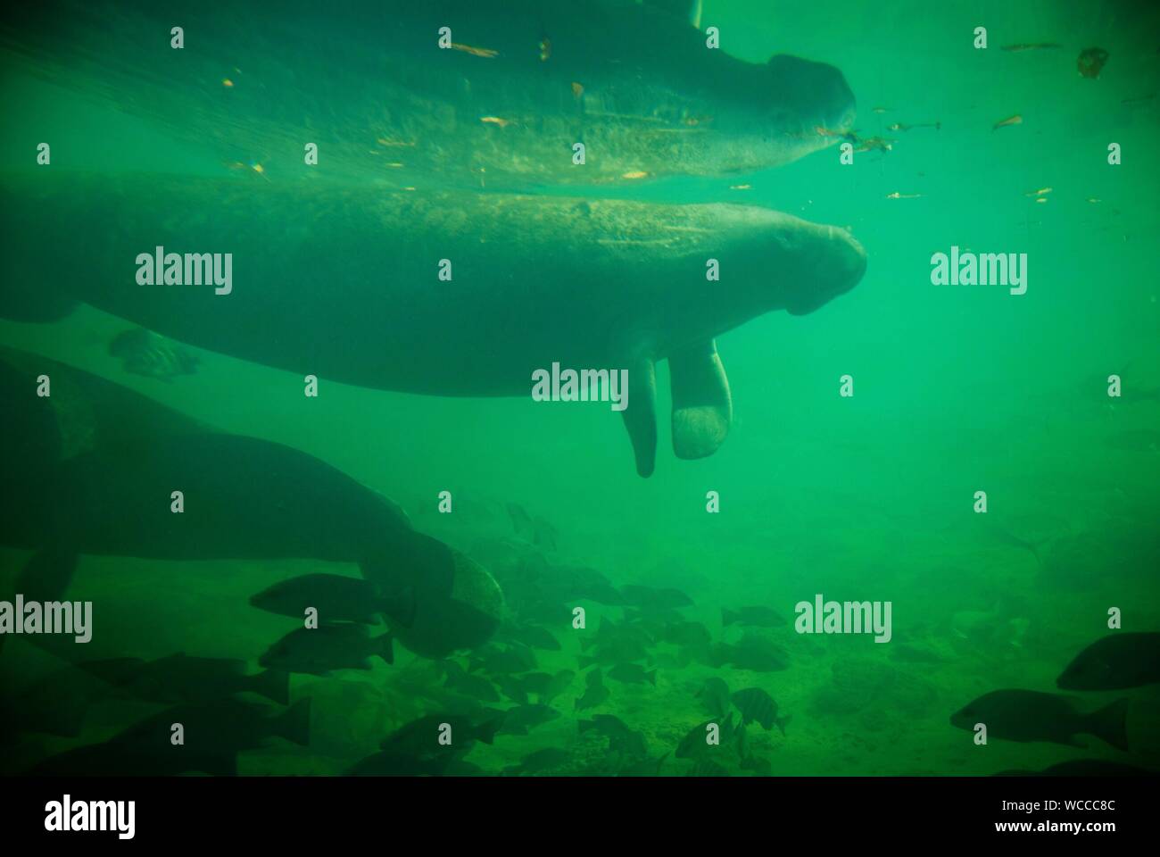 Manatee group hi-res stock photography and images - Alamy