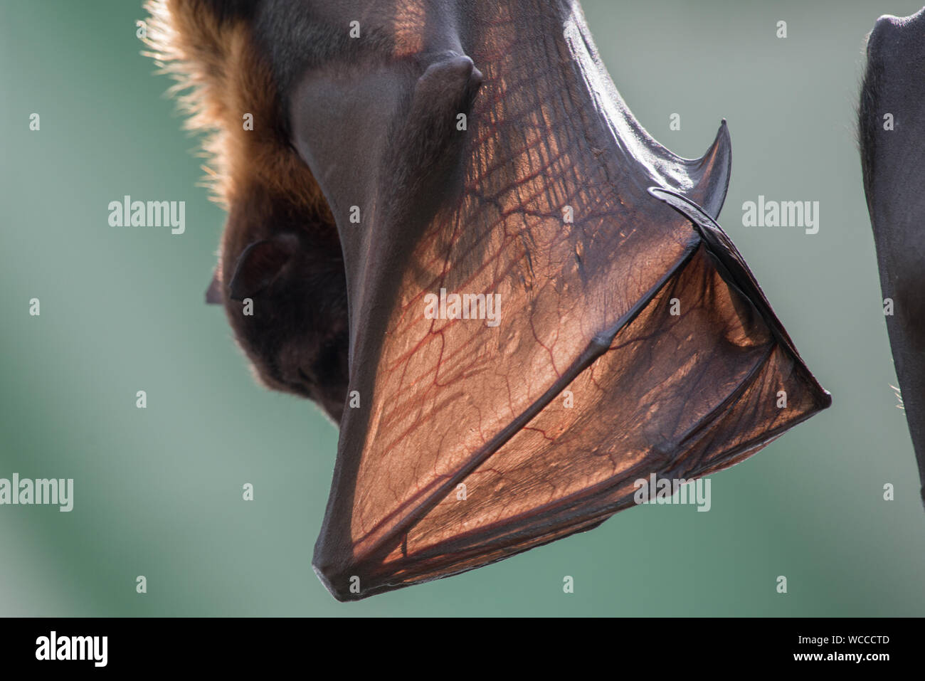 Flying Foxes High Resolution Stock Photography and Images - Alamy