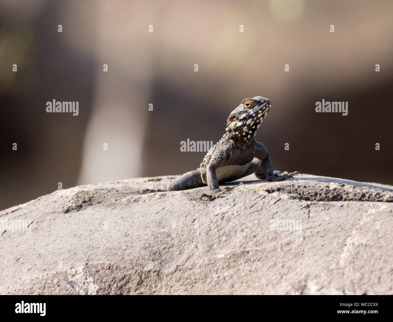 Rough Lizard Skin High Resolution Stock Photography and Images - Alamy