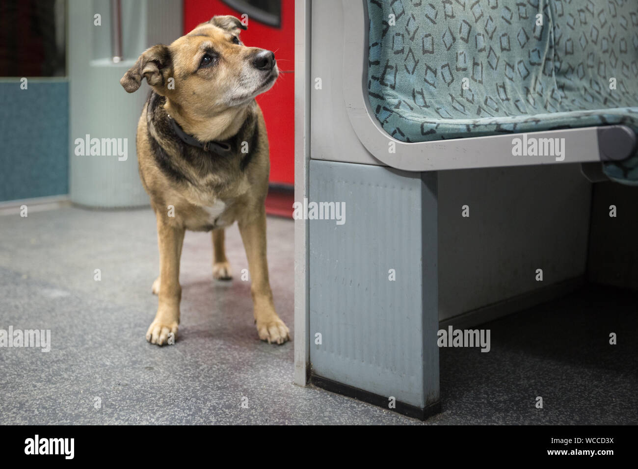 Dog train transport hi-res stock photography and images - Alamy