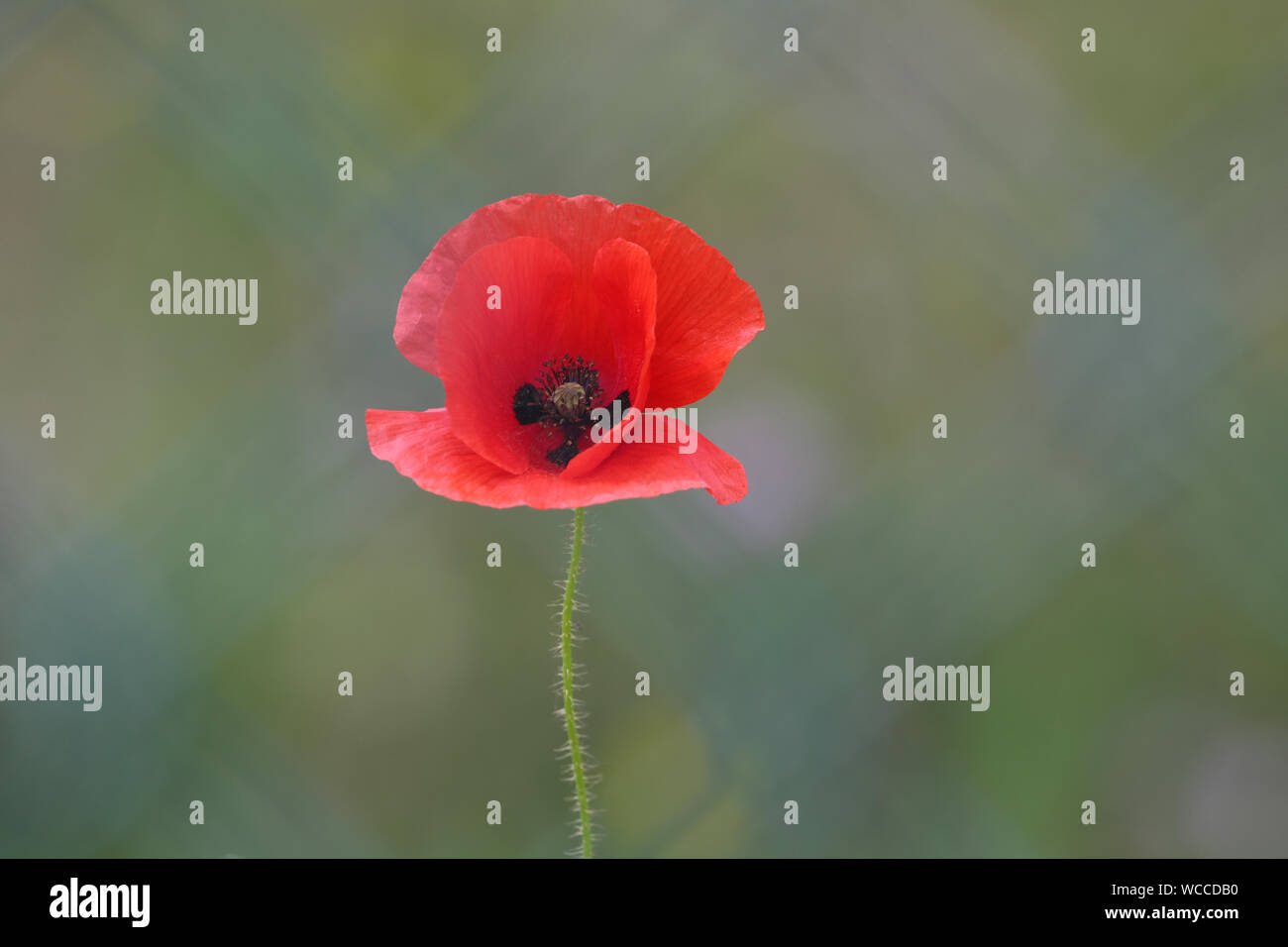 a single poppy Latin papaver rhoeas in the sunshine in Italy in ...