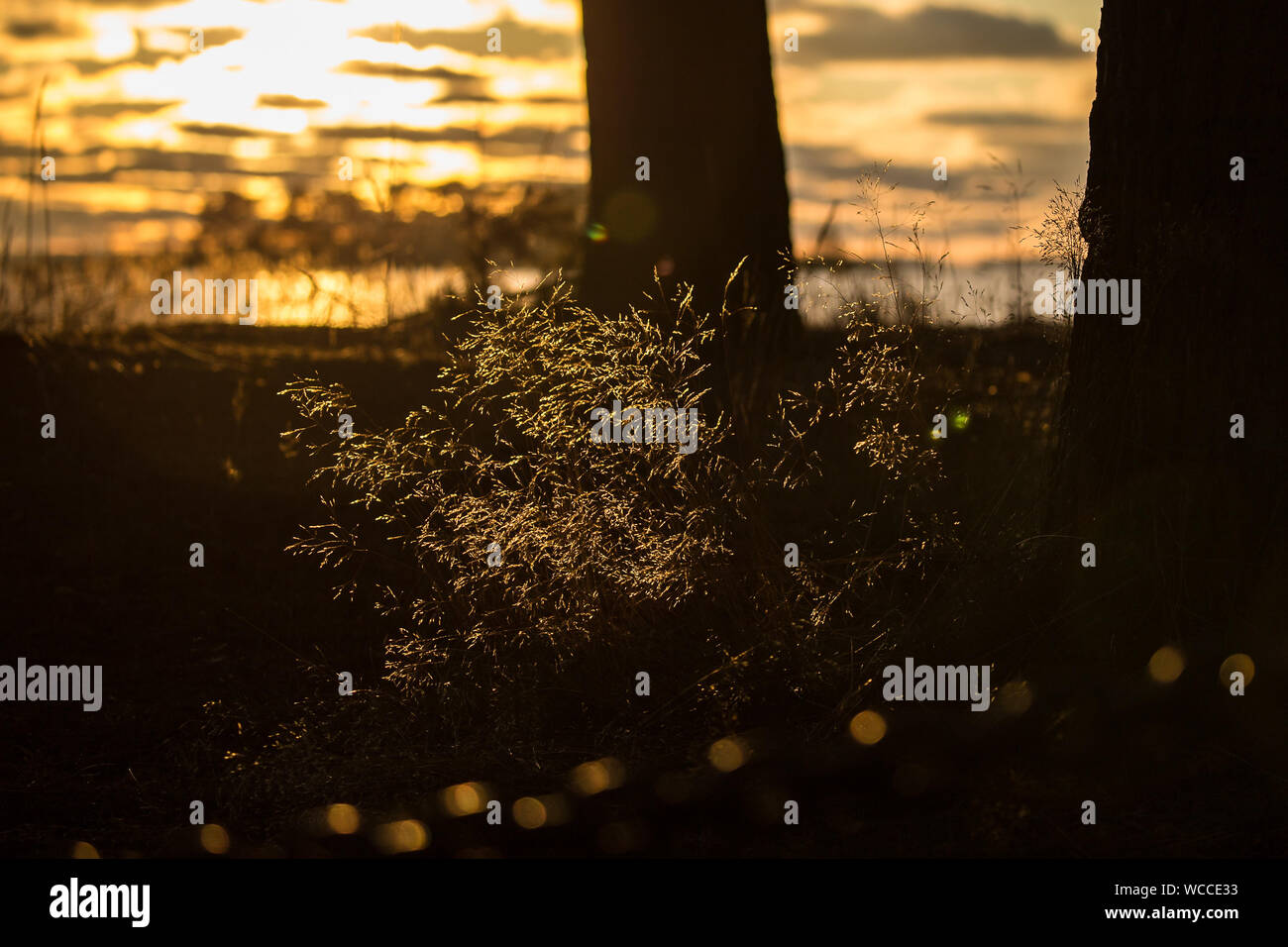 Sunset firefly hi-res stock photography and images - Alamy