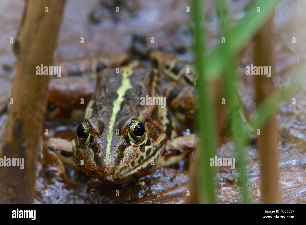 Frog in mud hi-res stock photography and images - Alamy