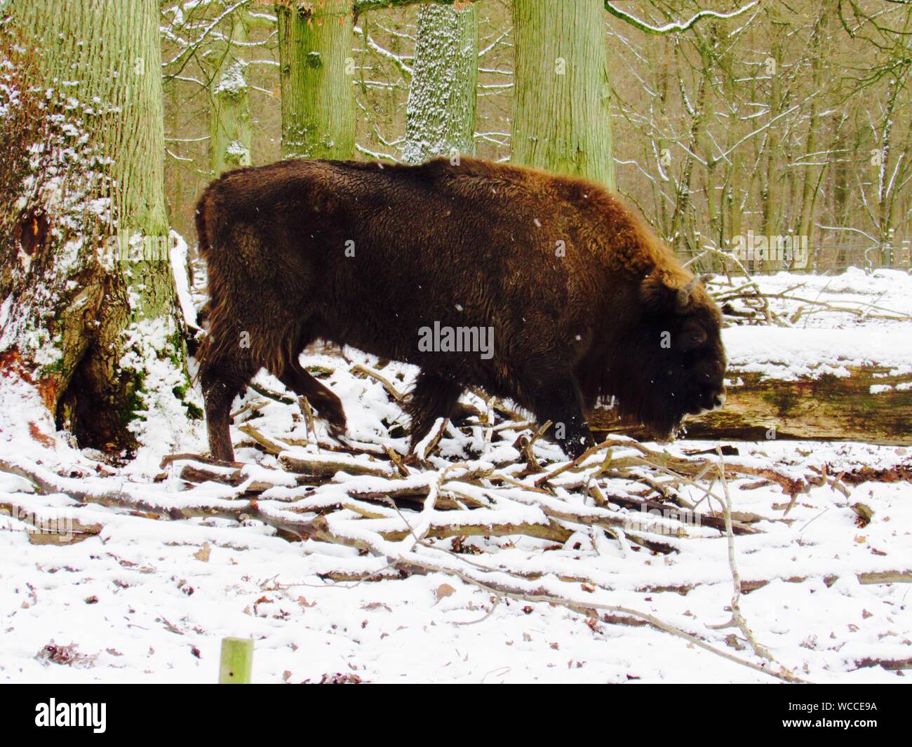 Bison trees hi-res stock photography and images - Alamy