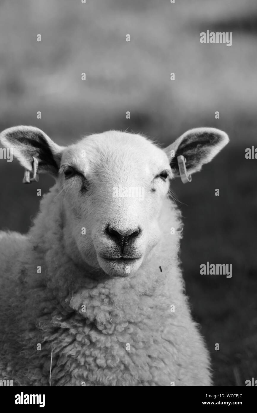 Sheep tag hi-res stock photography and images - Alamy