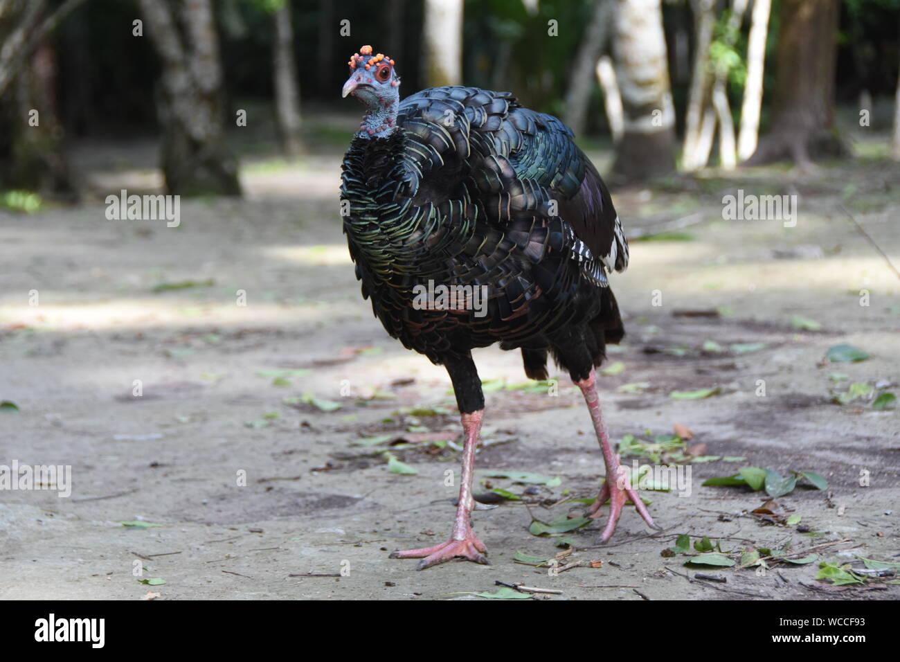 Endangered turkey hi-res stock photography and images - Alamy