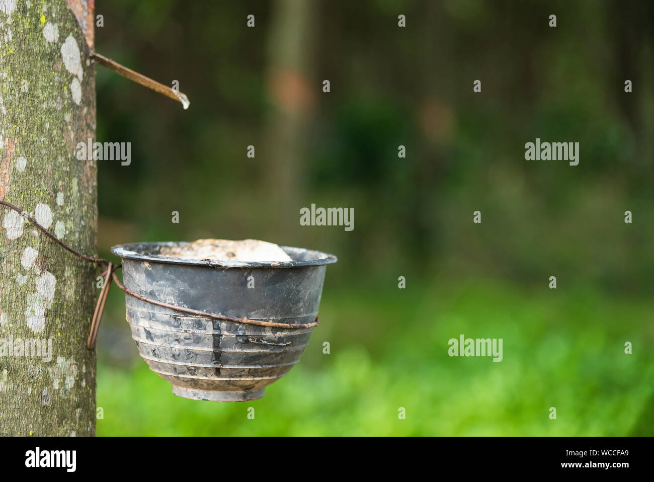 Tree in plant container hi-res stock photography and images - Alamy