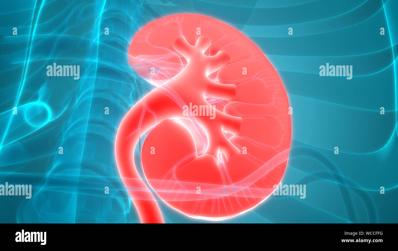 Human Urinary System Kidneys Anatomy Stock Photo - Alamy
