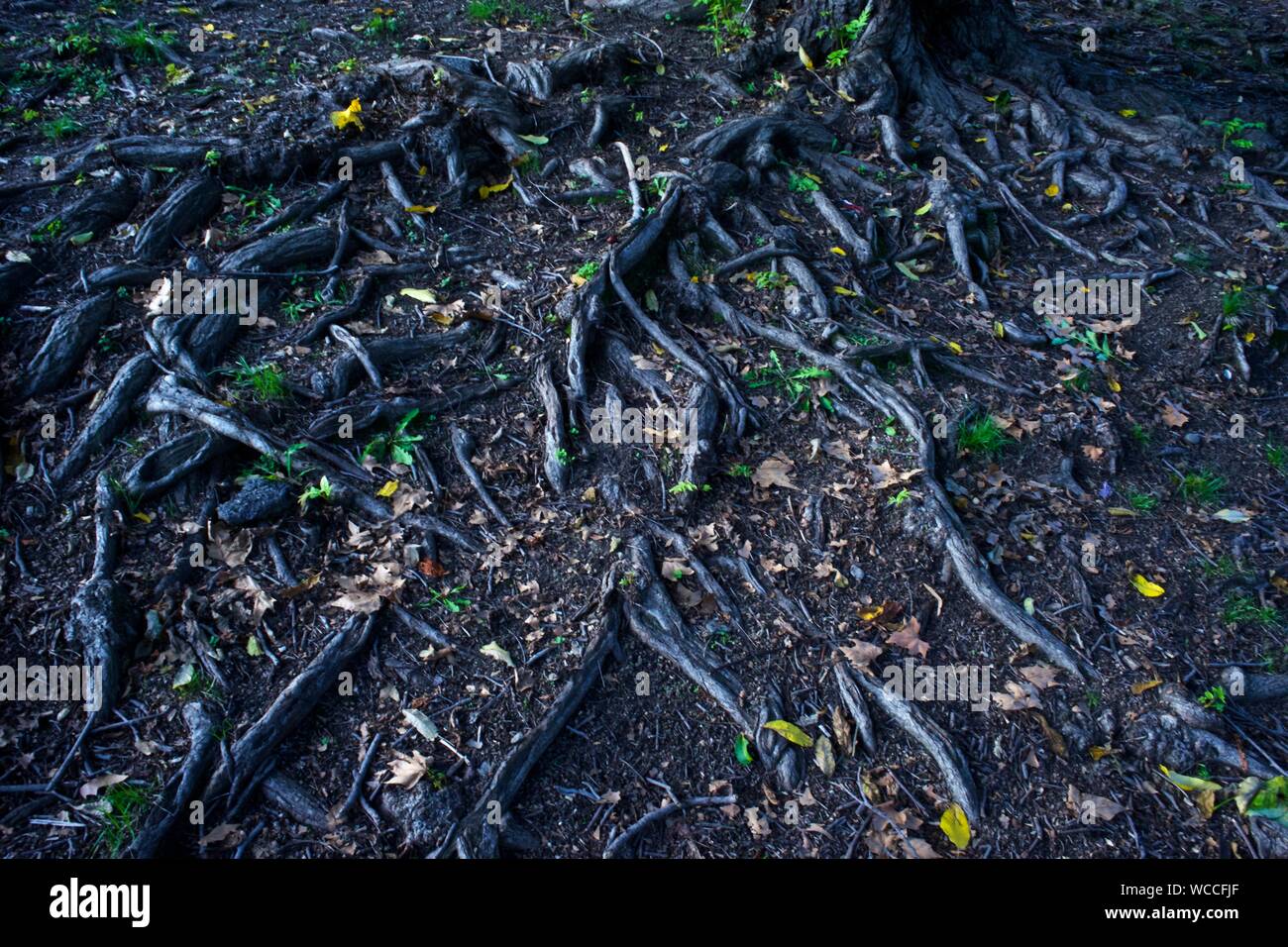 Ground on roots hi-res stock photography and images - Alamy