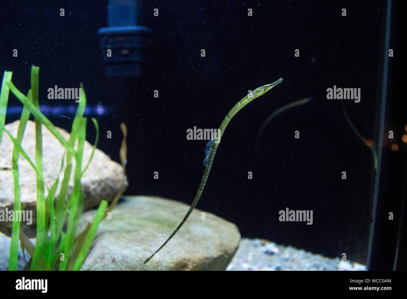 Close up pipefish hi-res stock photography and images - Alamy
