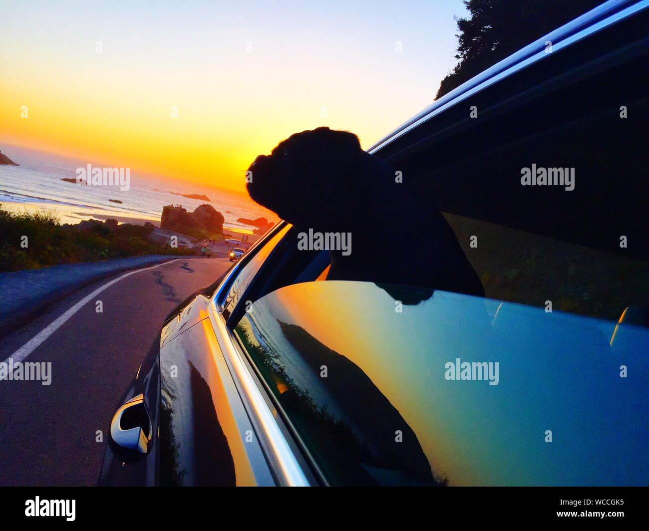 Dog silhouette pug hi-res stock photography and images - Alamy