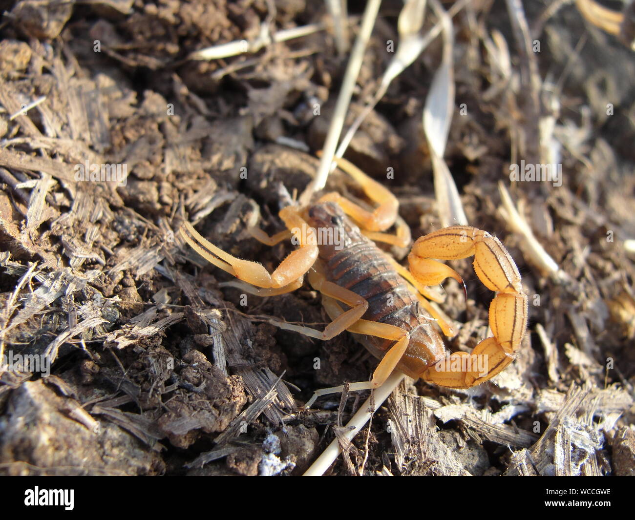 Yellow Ground Scorpion High Resolution Stock Photography and Images - Alamy