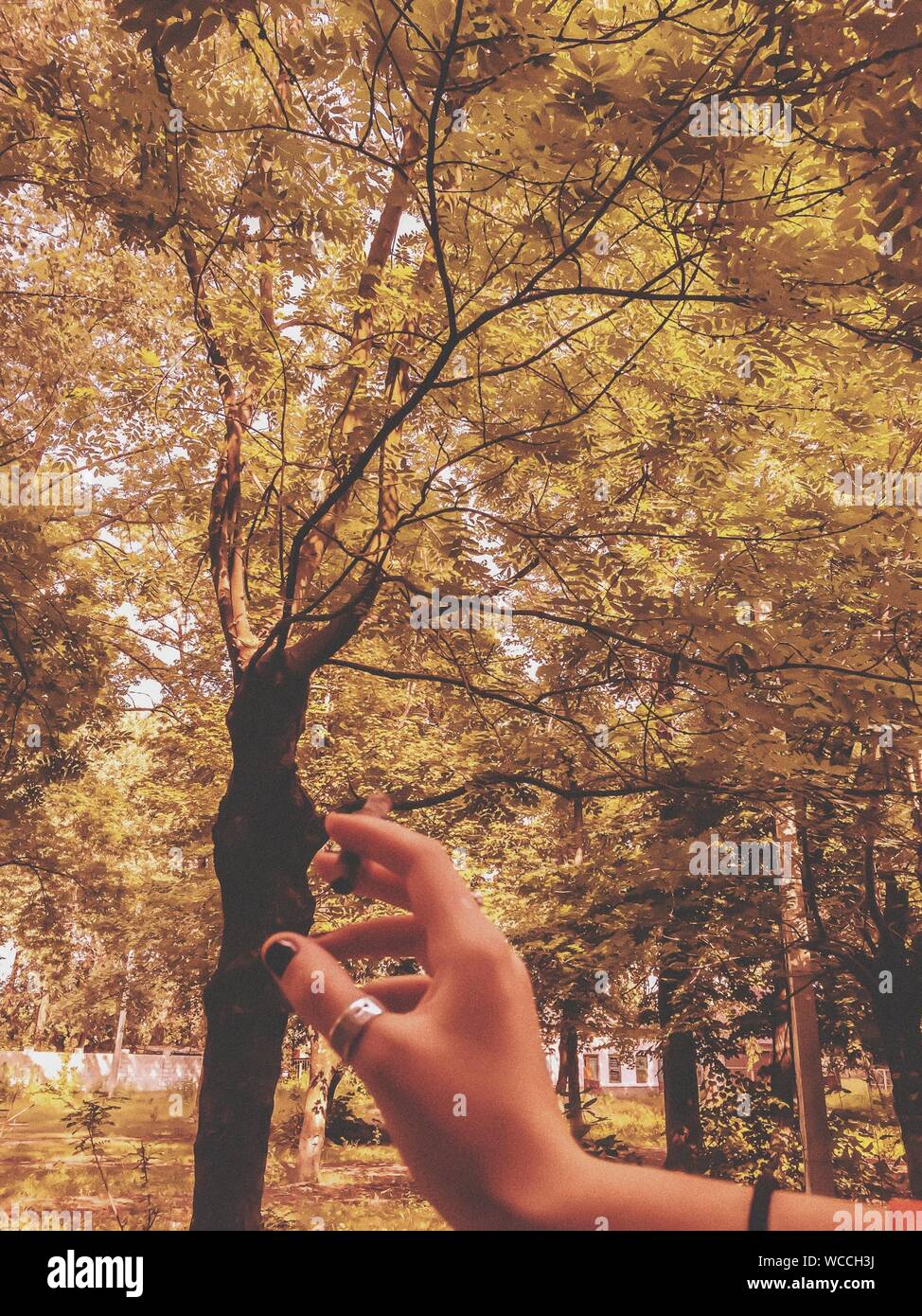 Hand holding tree hi-res stock photography and images - Alamy