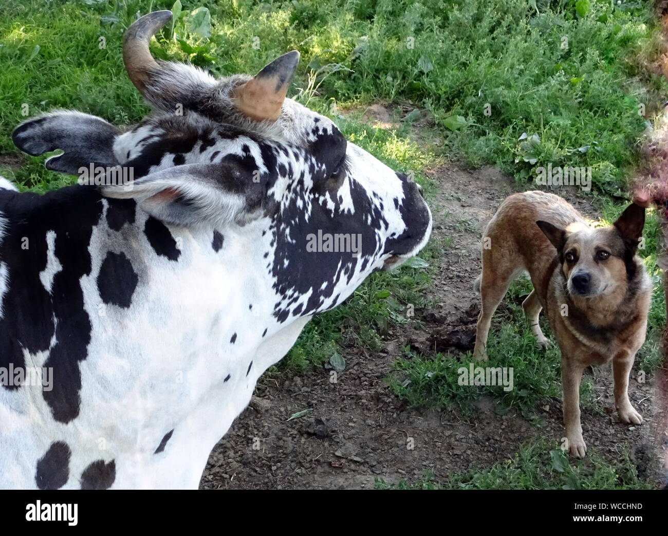 Cow dog hi-res stock photography and images - Alamy
