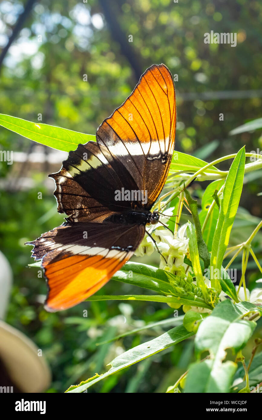 Orange and Black Butterfly (Siproeta Epaphus) Standing on a White ...