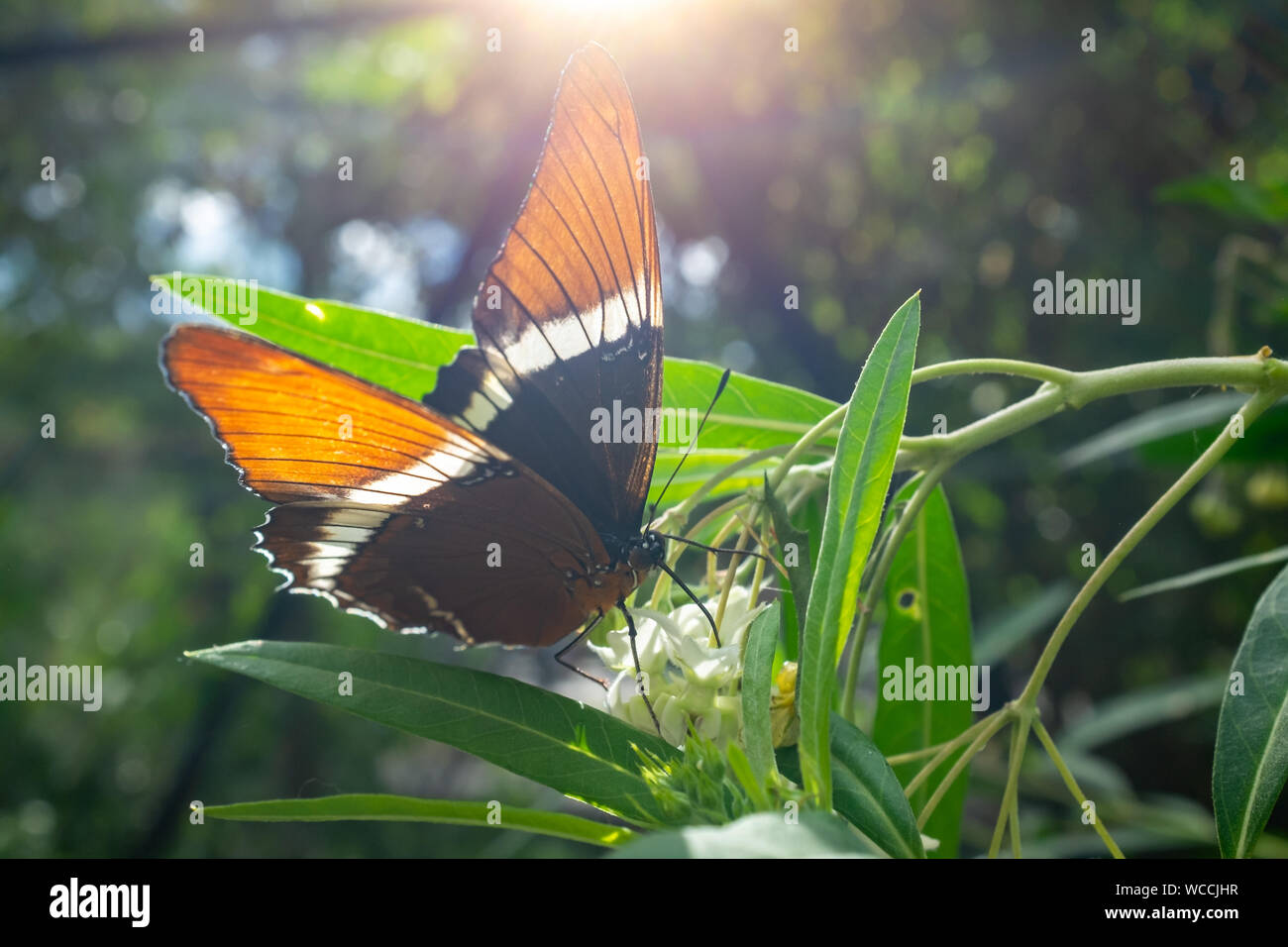 Orange and Black Butterfly (Siproeta Epaphus) Standing on a White ...