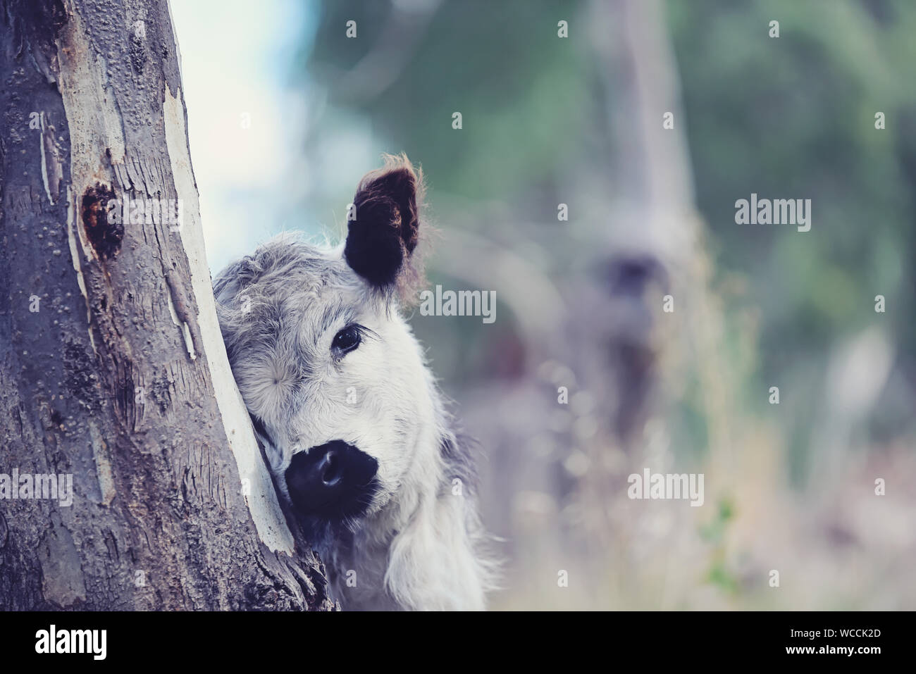 Calf tree hi-res stock photography and images - Alamy
