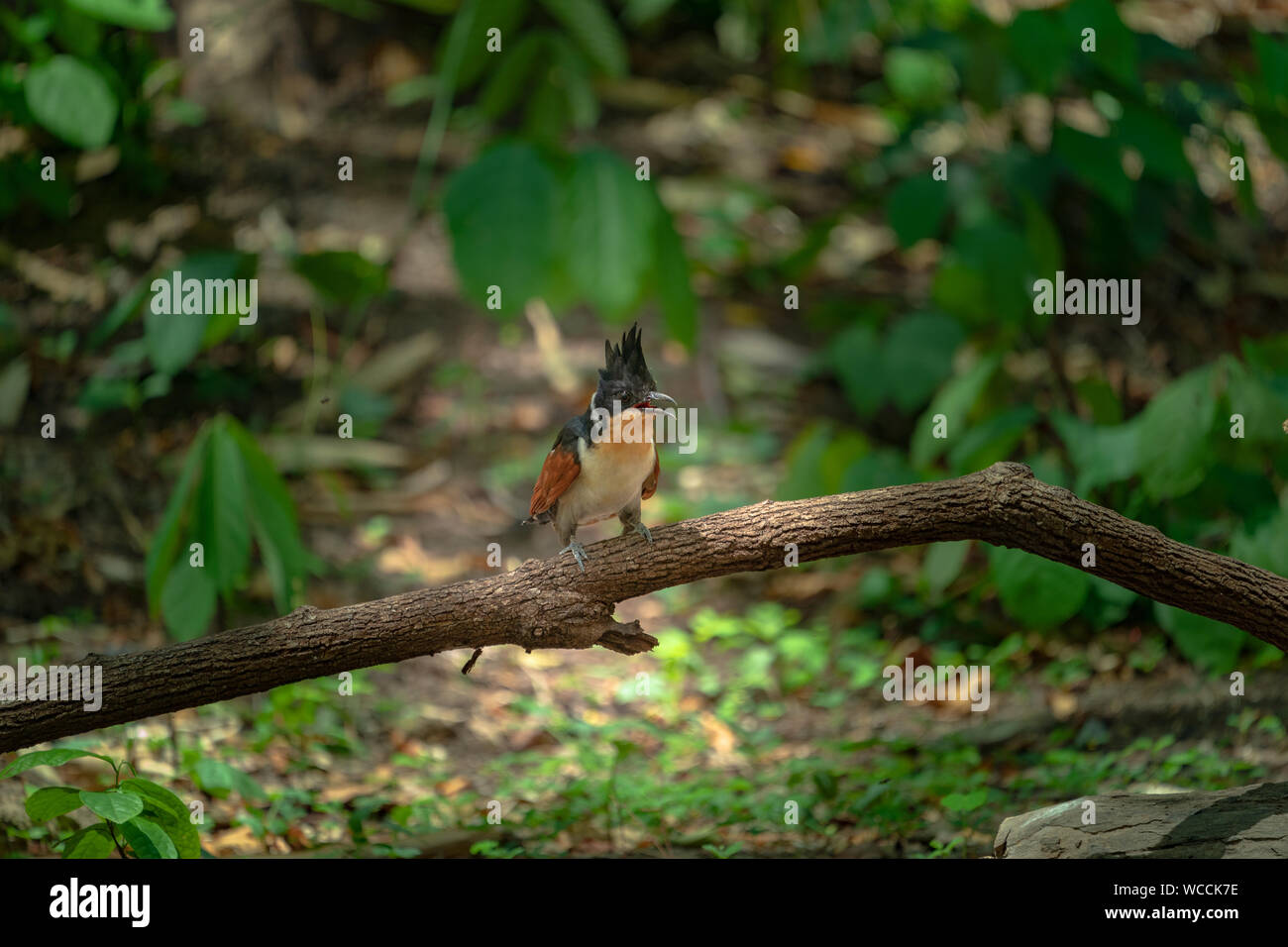 the cage bird playing water in a small pool inside the forest Stock ...