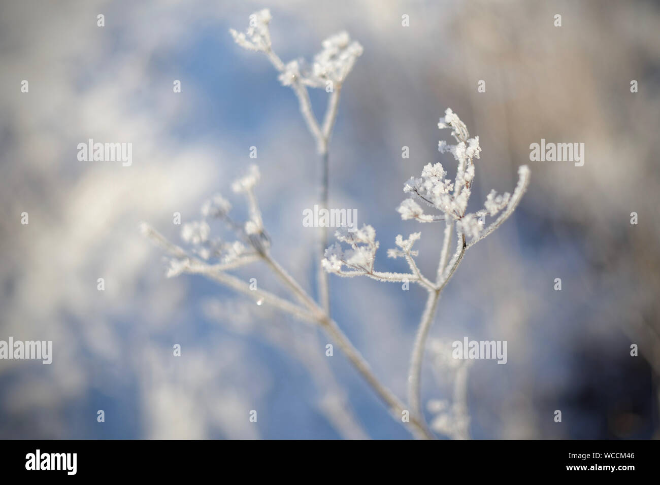 Frost on plants hi-res stock photography and images - Alamy