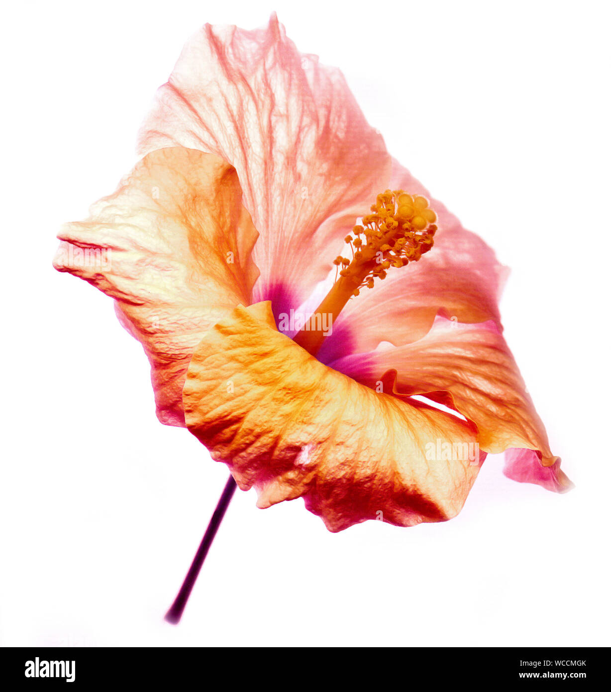 Hibiscus flower Cut Out Stock Images & Pictures - Alamy