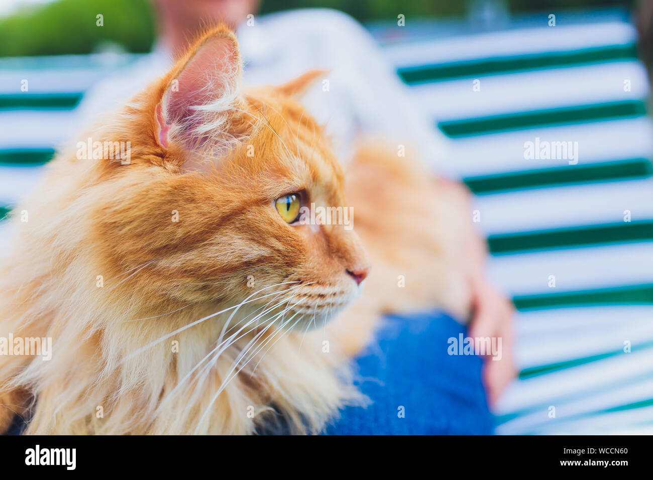 Kurilian shorthair cat hi-res stock photography and images - Alamy