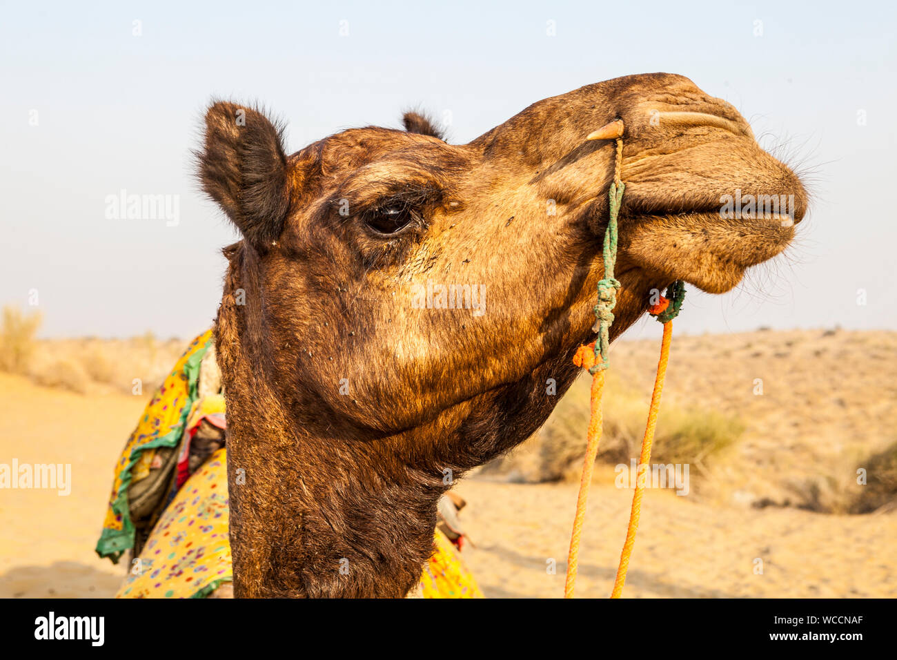 Thar desert camels hi-res stock photography and images - Alamy