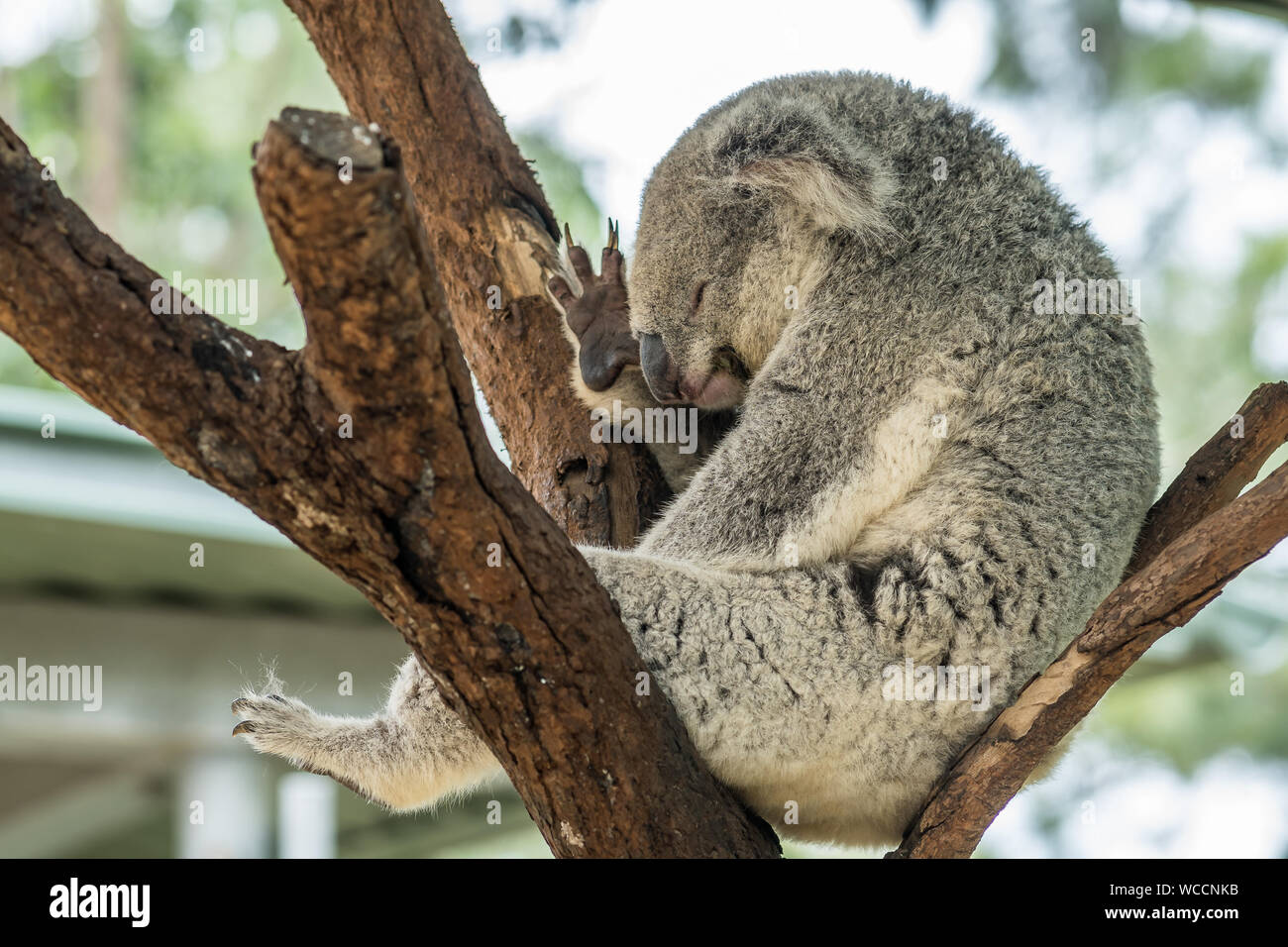 Sleepy trees hi-res stock photography and images - Alamy