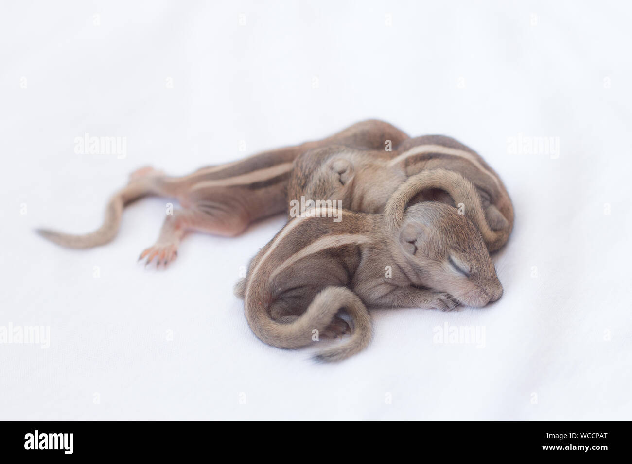 Chipmunk young hi-res stock photography and images - Alamy