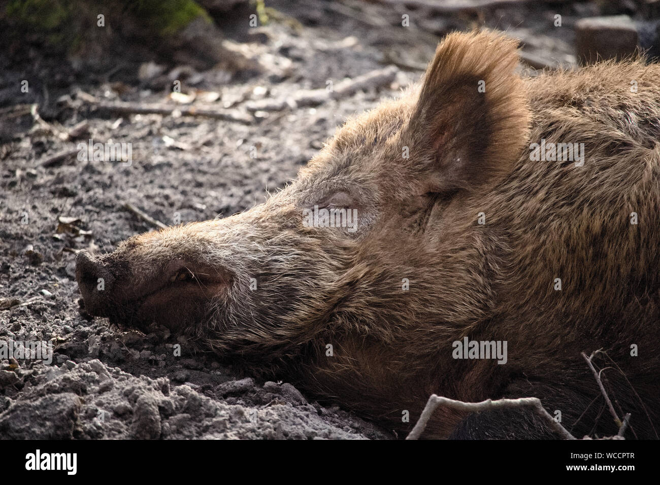 Wild Boar Sleeping In Forest High Resolution Stock Photography and ...
