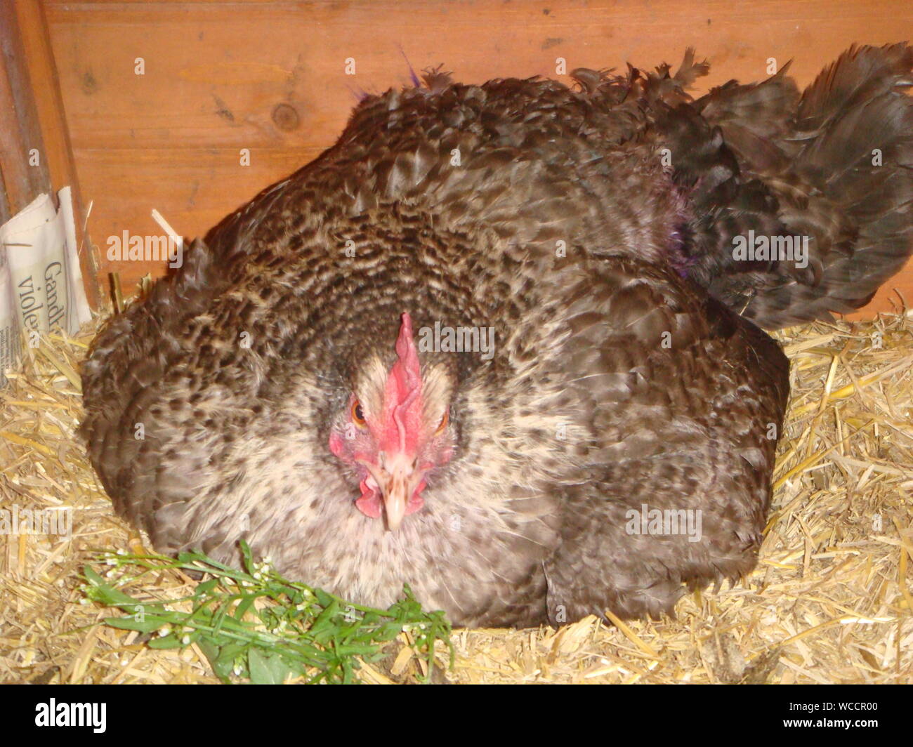 Chicken relaxing hi-res stock photography and images - Alamy