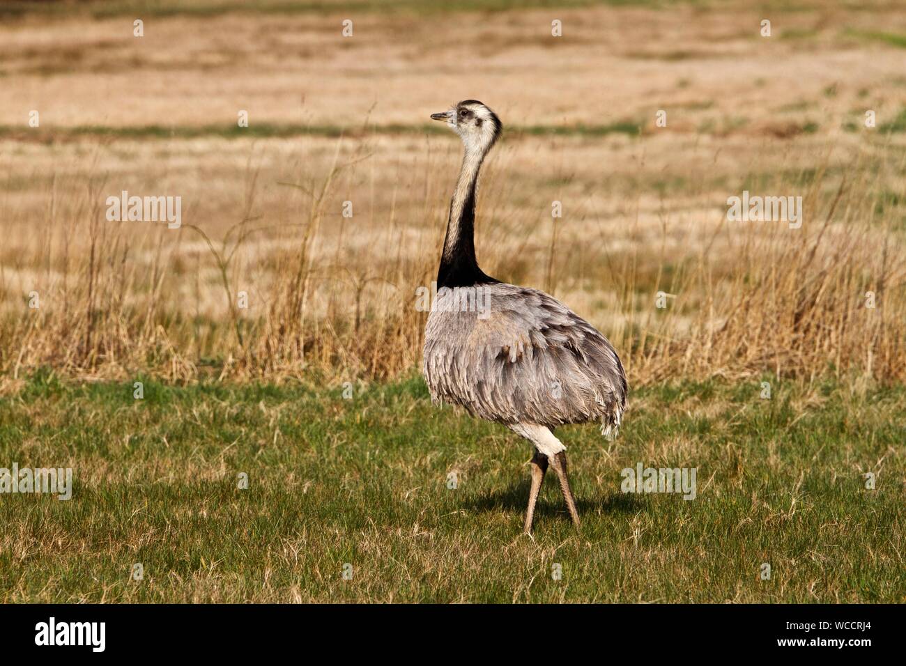 Rhea In Grass High Resolution Stock Photography and Images - Alamy
