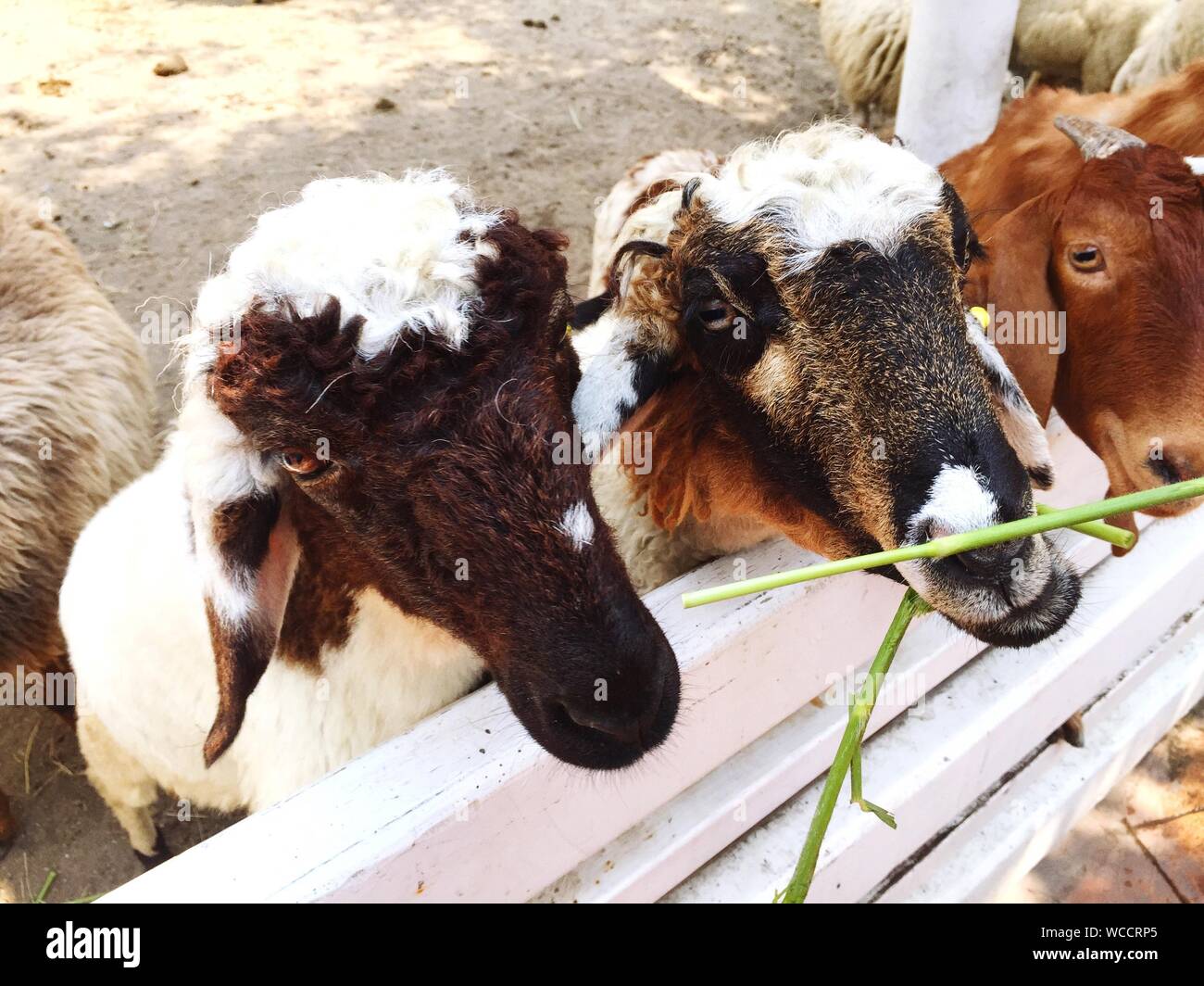 Goat paddock hi-res stock photography and images - Alamy