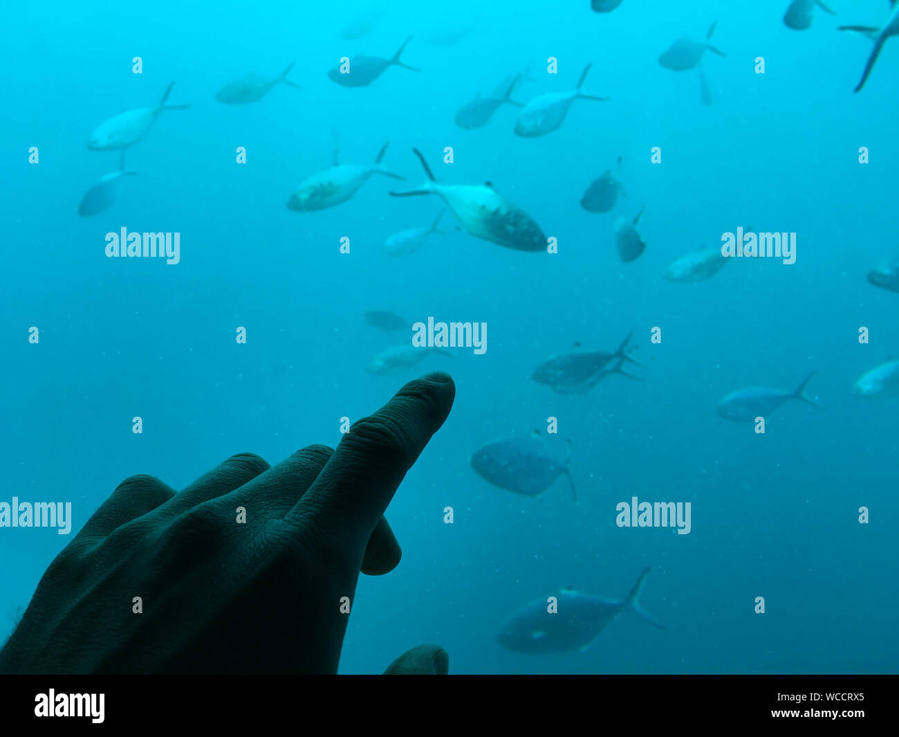 Hand fish tank hi-res stock photography and images - Alamy