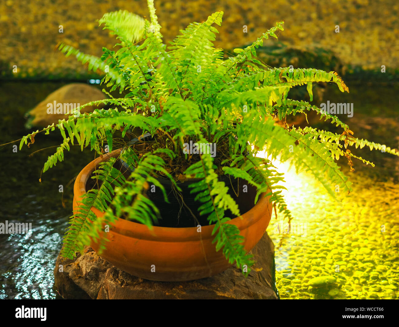Potted Fern On Rock By Stream Stock Photo - Alamy