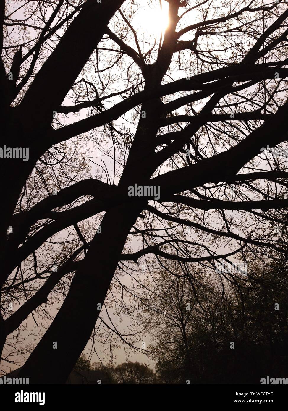 Backlit tree branches hi-res stock photography and images - Alamy