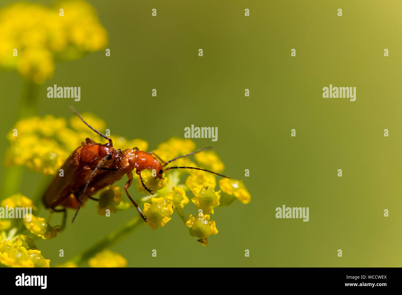 Insects side view hi-res stock photography and images - Alamy