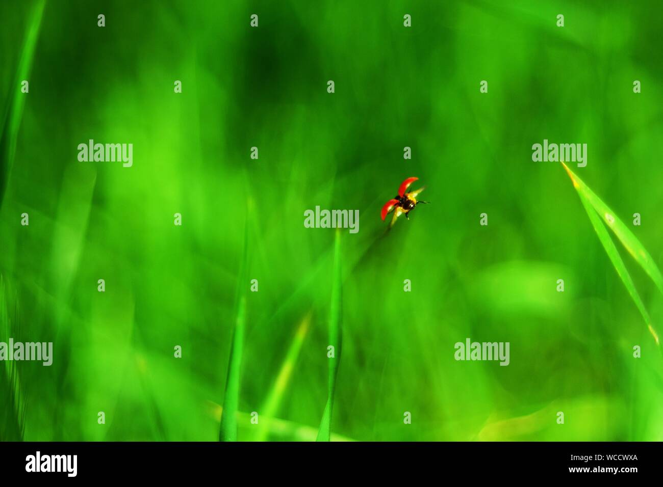 Flying Beetle High Resolution Stock Photography and Images - Alamy