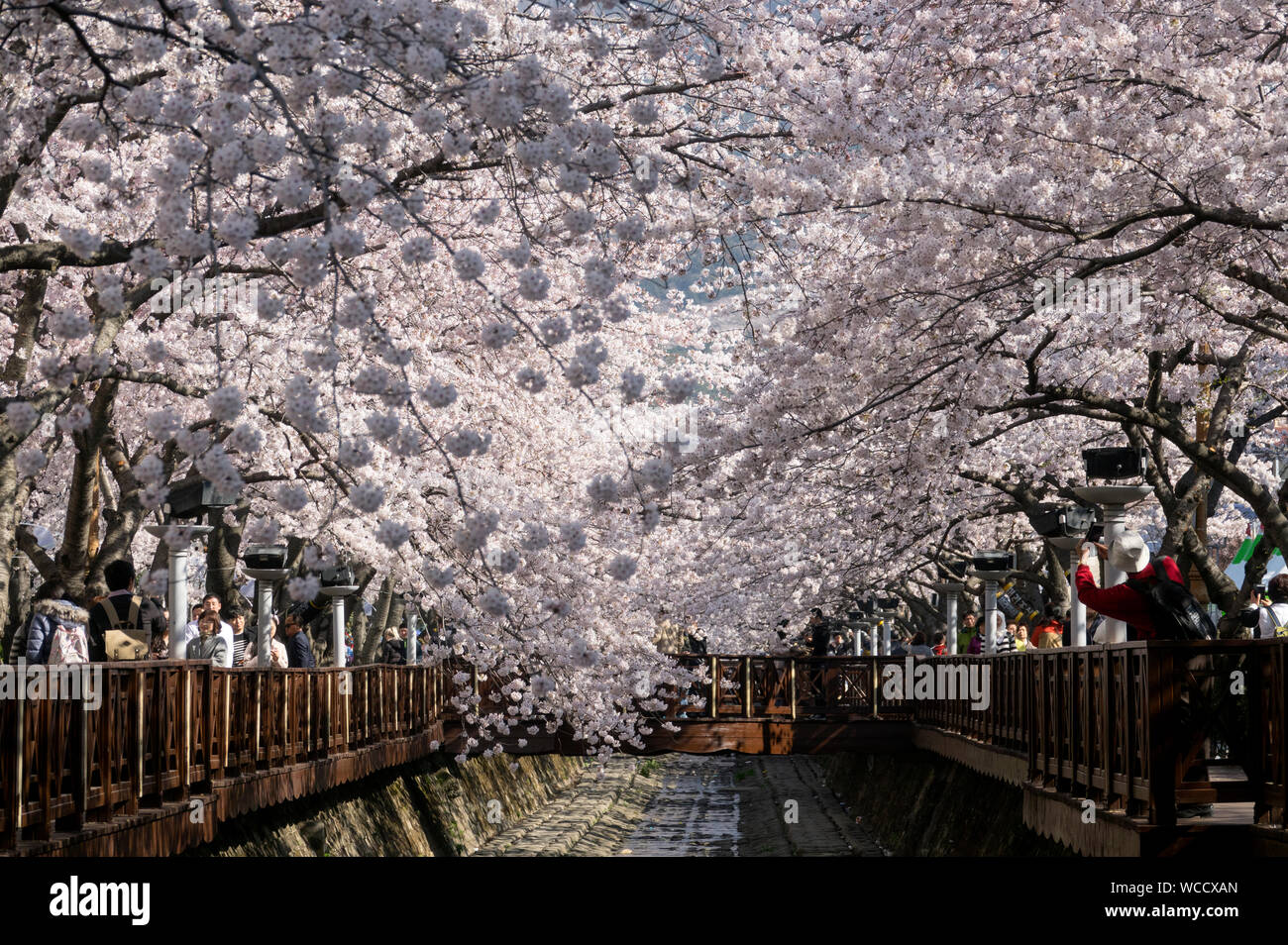 Bridge By Cherry Trees At Park Stock Photo - Alamy