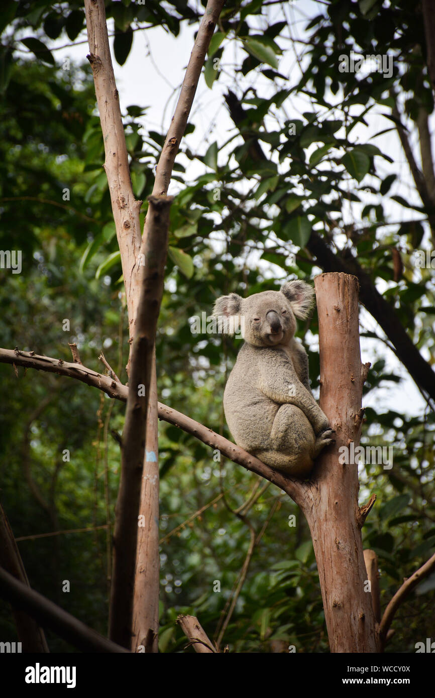 Koala sitting on branch hi-res stock photography and images - Alamy