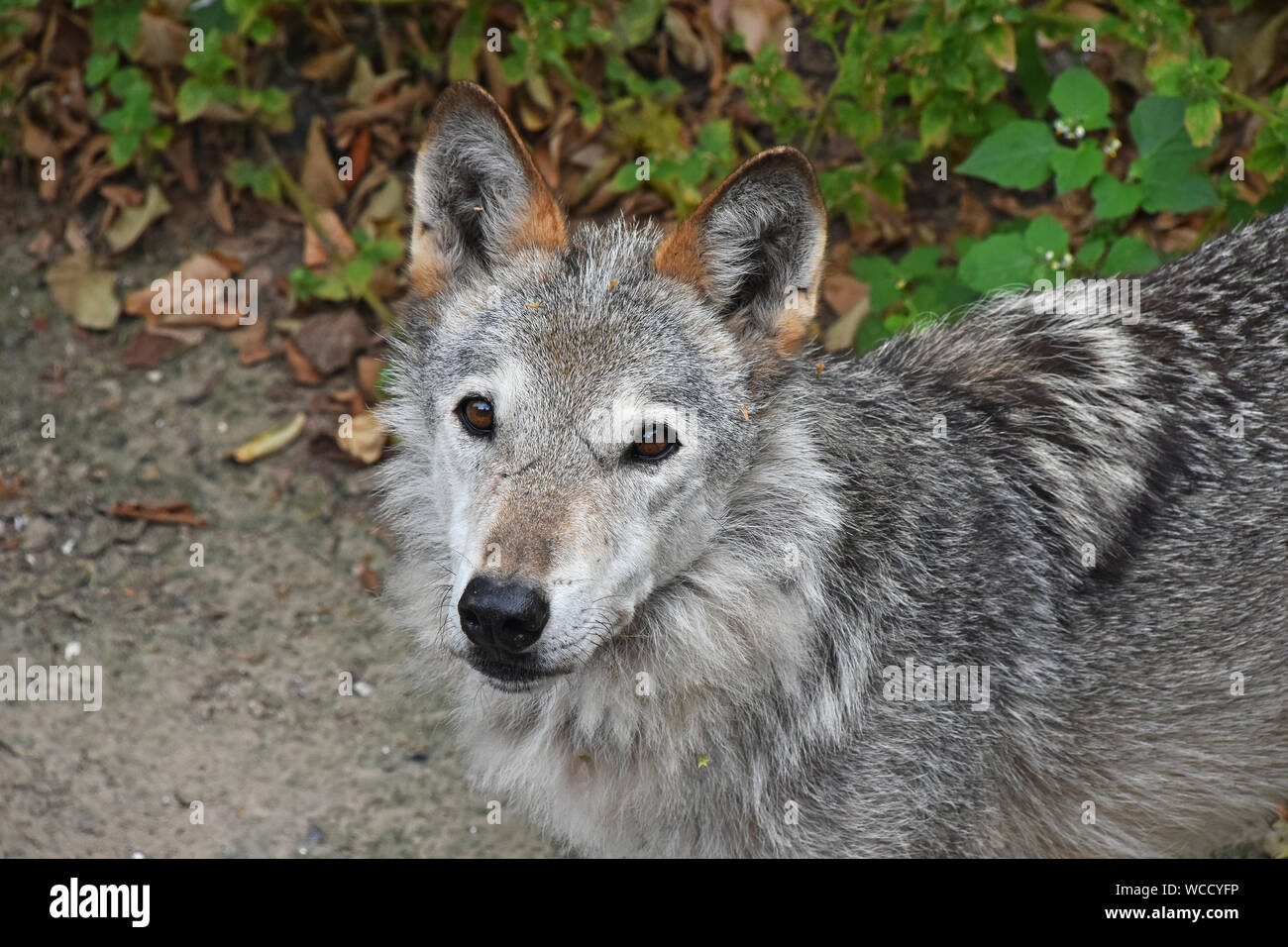 Wolf with young animals hi-res stock photography and images - Alamy