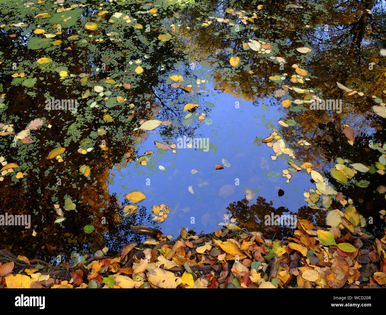 Floating Swamp High Resolution Stock Photography and Images - Alamy