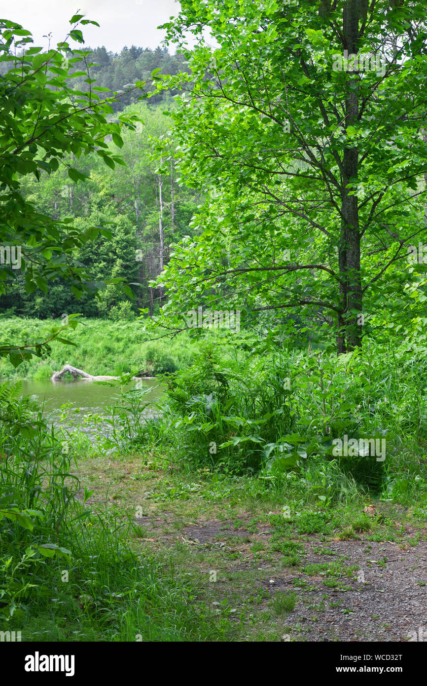 path or road in the forest leading to the water among the trees Stock ...