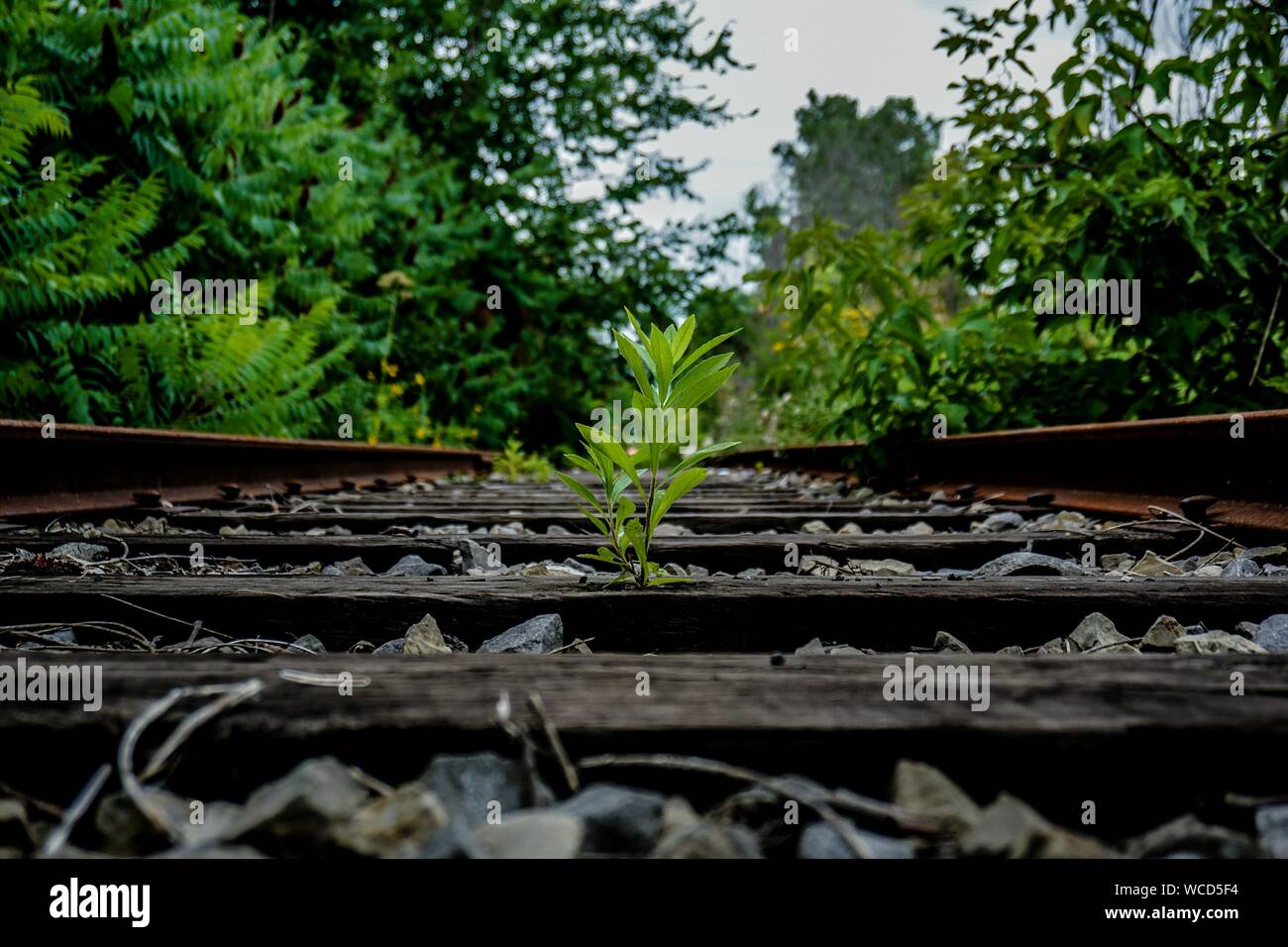 Plant for growing in gravel hi-res stock photography and images - Alamy