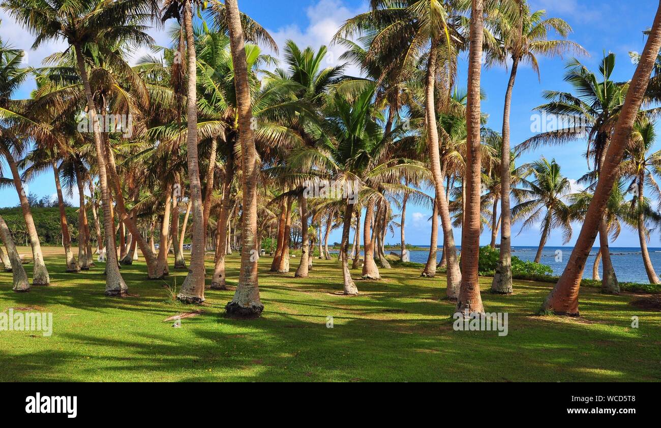 Palm tree guam hi-res stock photography and images - Alamy